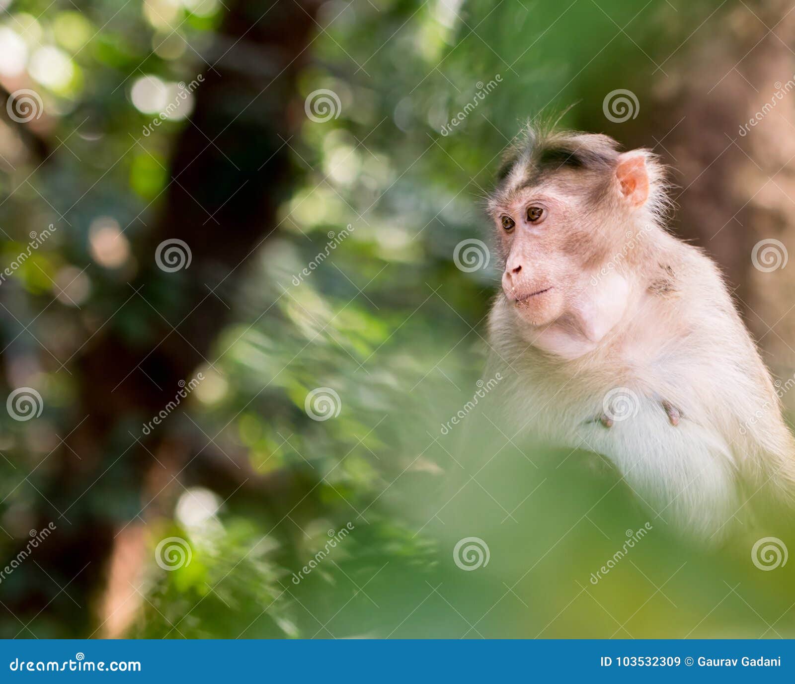 Female Bonnet Macaque Sitting on a Tree Looking Side Ways Stock Image ...
