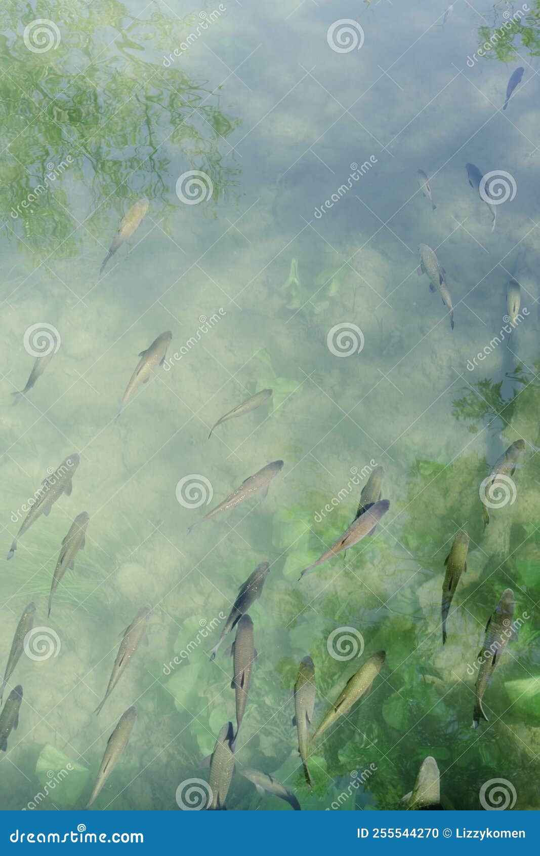 Beautiful Image of Fish in a Green Blue Pond of Water Stock Photo ...