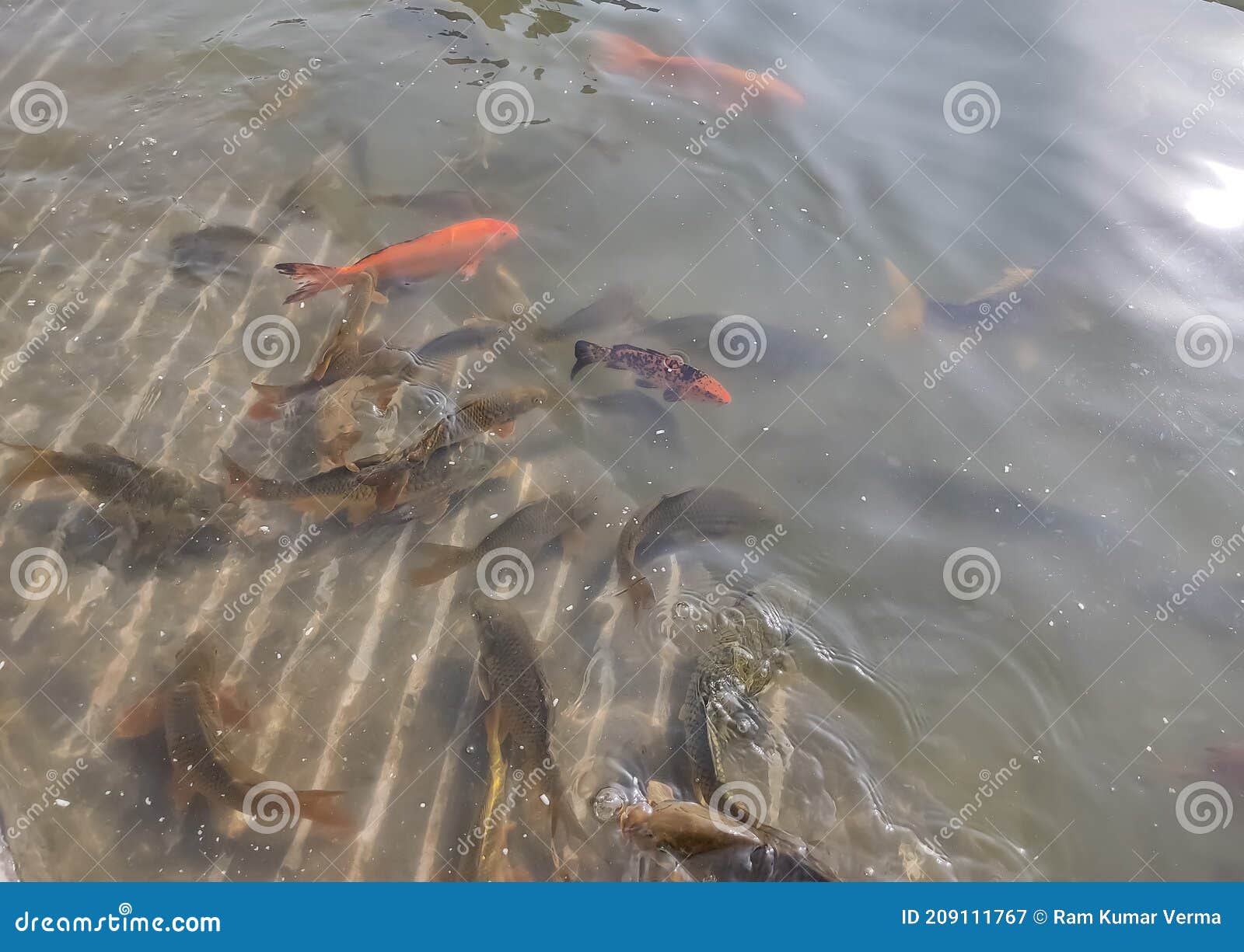 Beautiful Image of Fishes in a Pond in India Stock Image - Image of ...