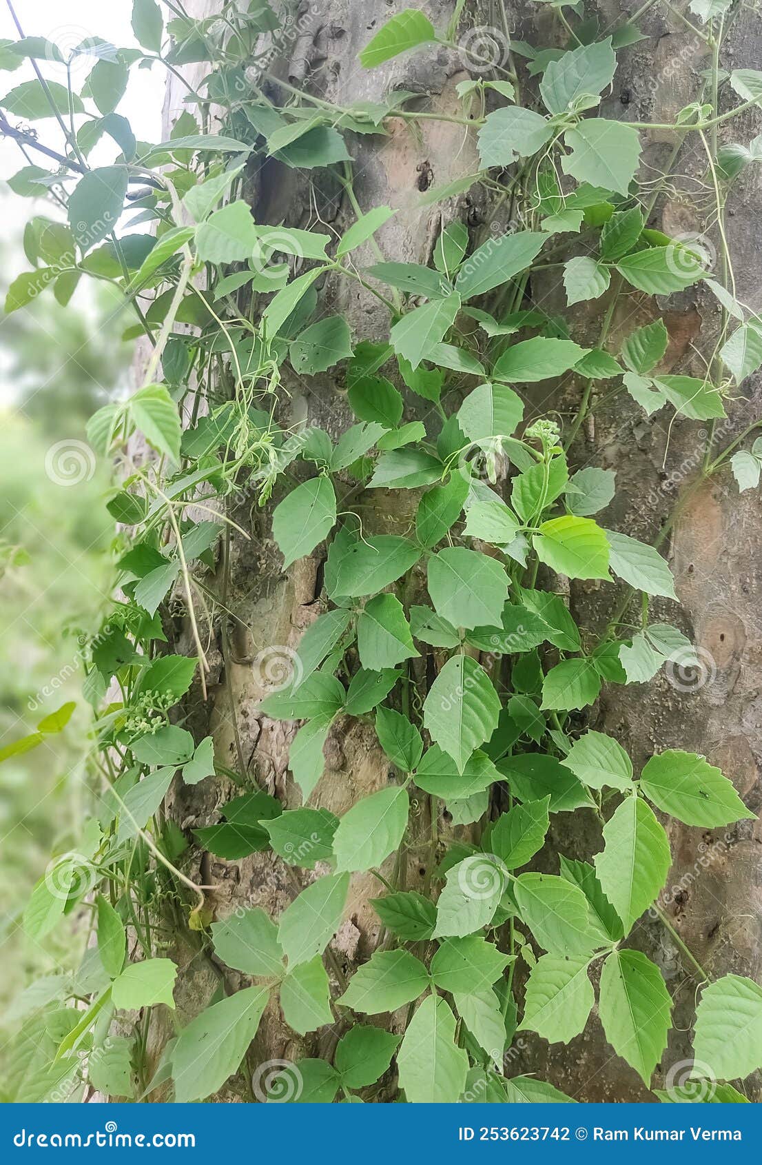 Beautiful Image of Fresh and Green Climber Tree in a Field India Stock ...