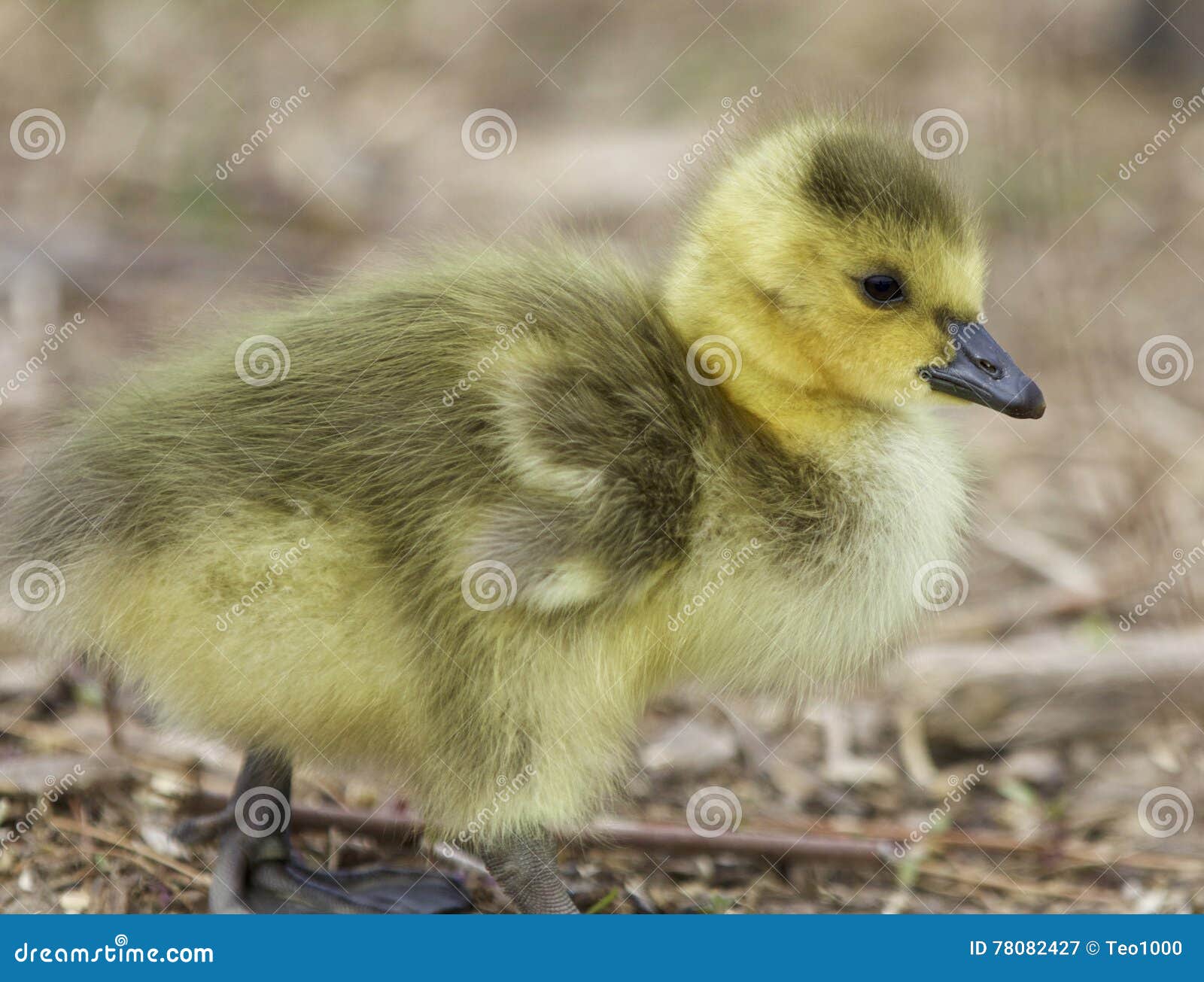 Beautiful Image with a Funny Canada Goose Chick Stock Image - Image of ...