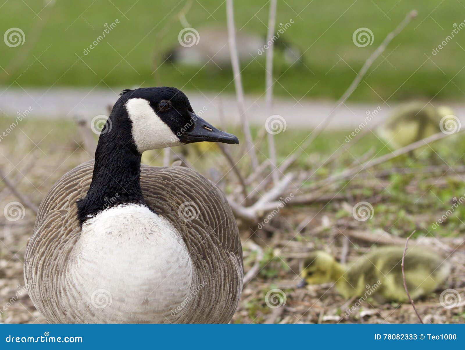 Beautiful Image with Funny Cute Canada Geese Stock Image - Image of ...