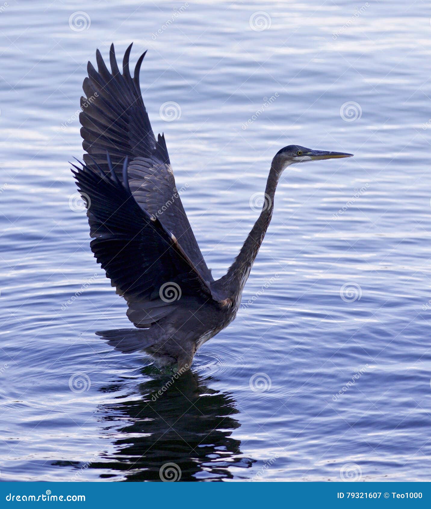 Beautiful Image with a Great Blue Heron Ready To Take Off Stock Image ...