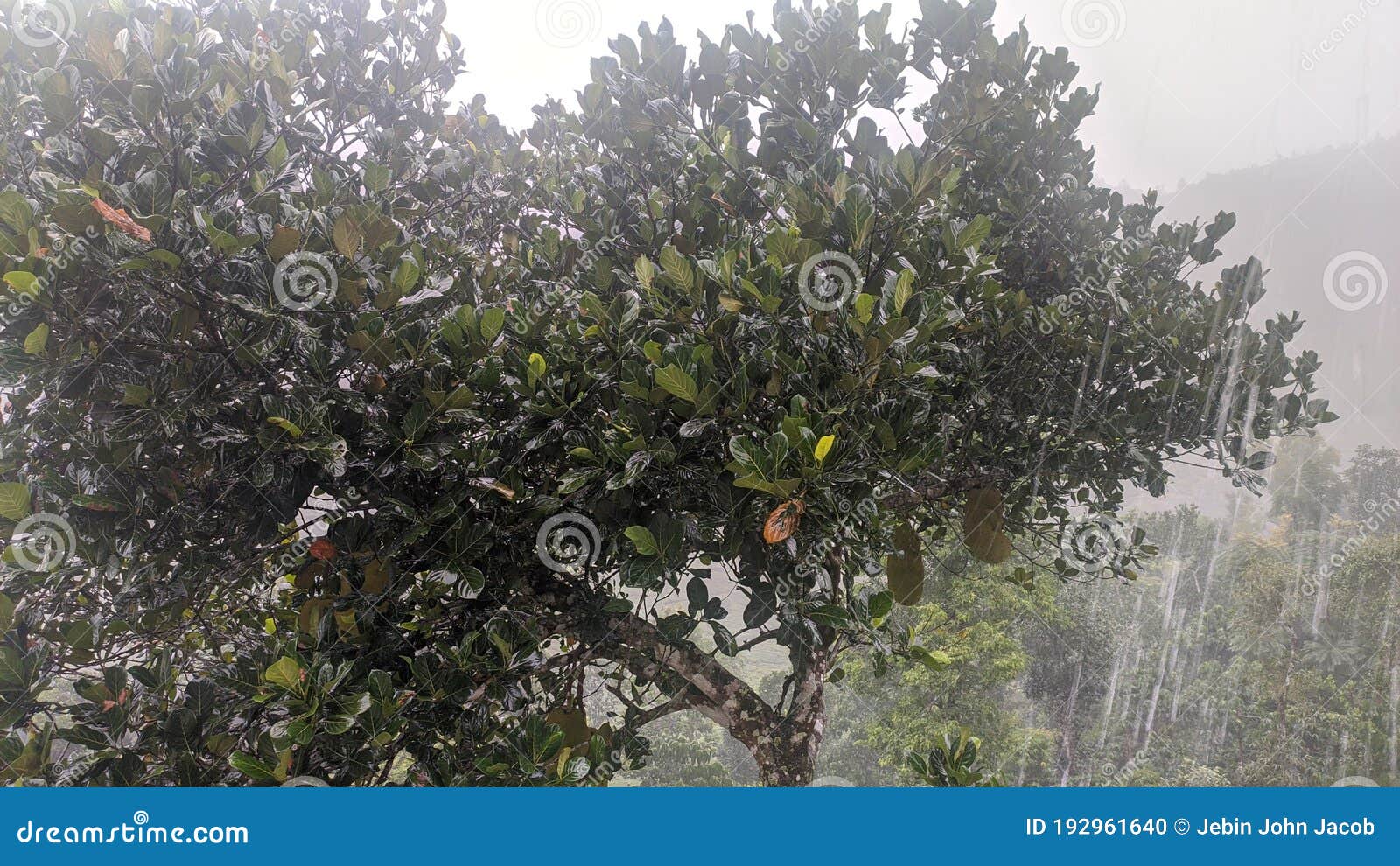 Beautiful Image of Heavy Rain Stock Photo - Image of heavy, vegetation ...