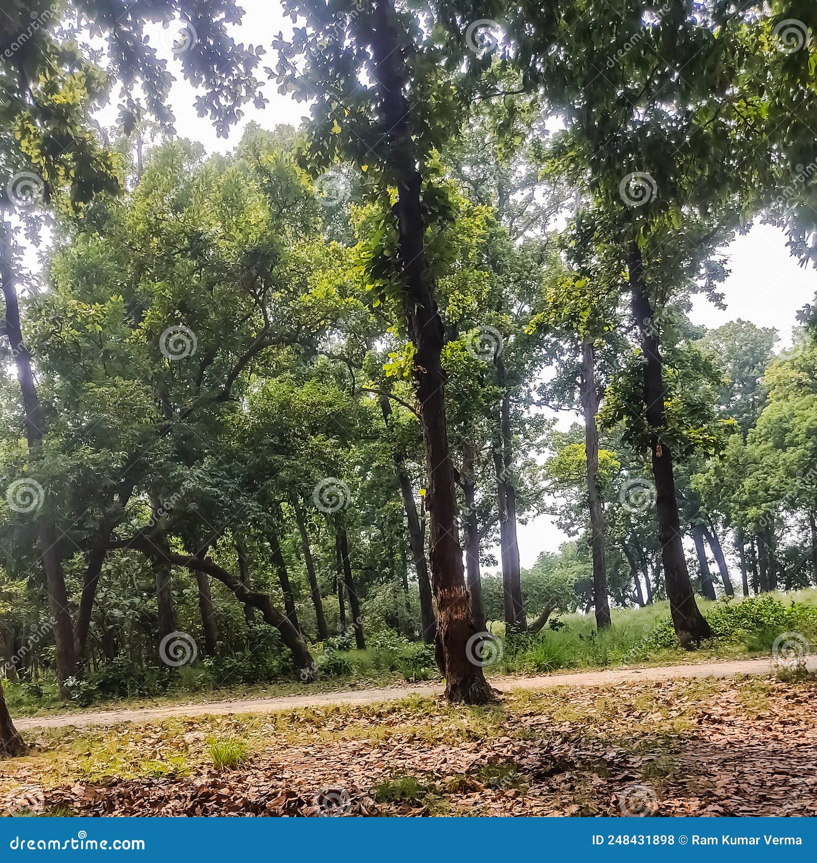 Beautiful Image of Indian Forest with Landscape India Stock Photo ...