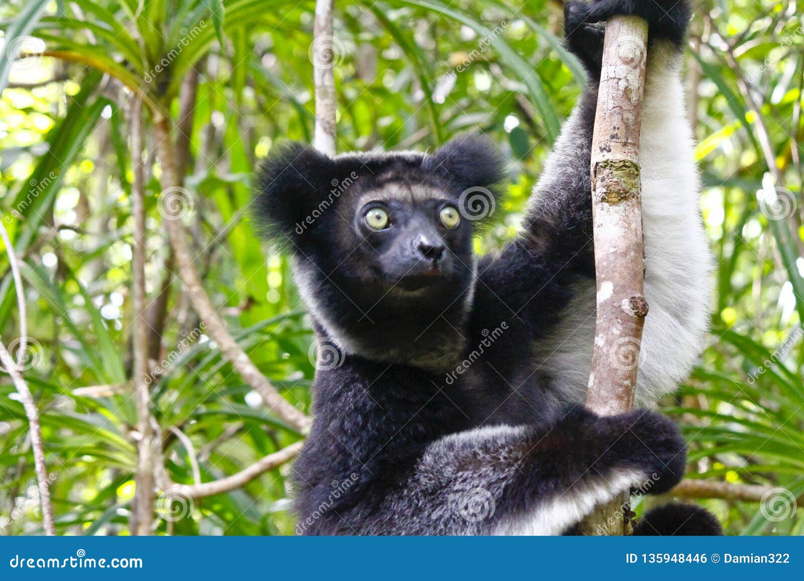 Beautiful Image of the Indri Lemur Indri Indri Stock Photo - Image of ...
