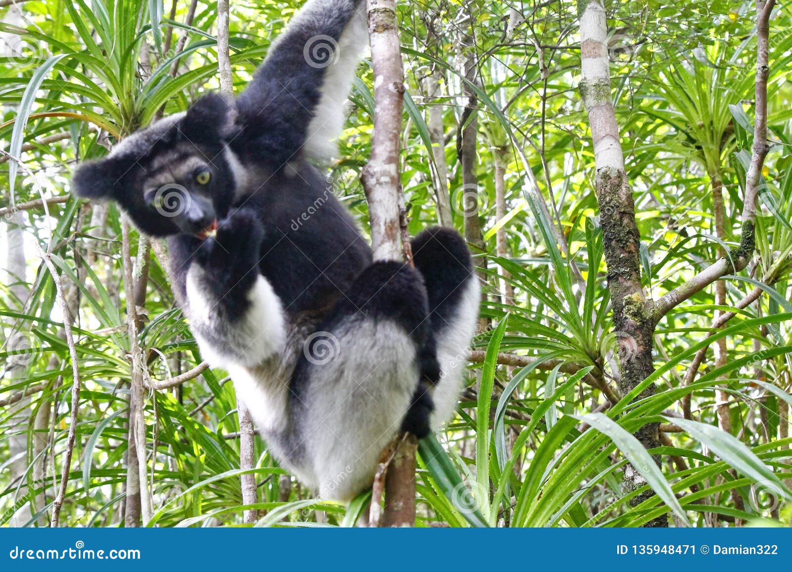 Beautiful Image of the Indri Lemur Indri Indri Stock Image - Image of ...