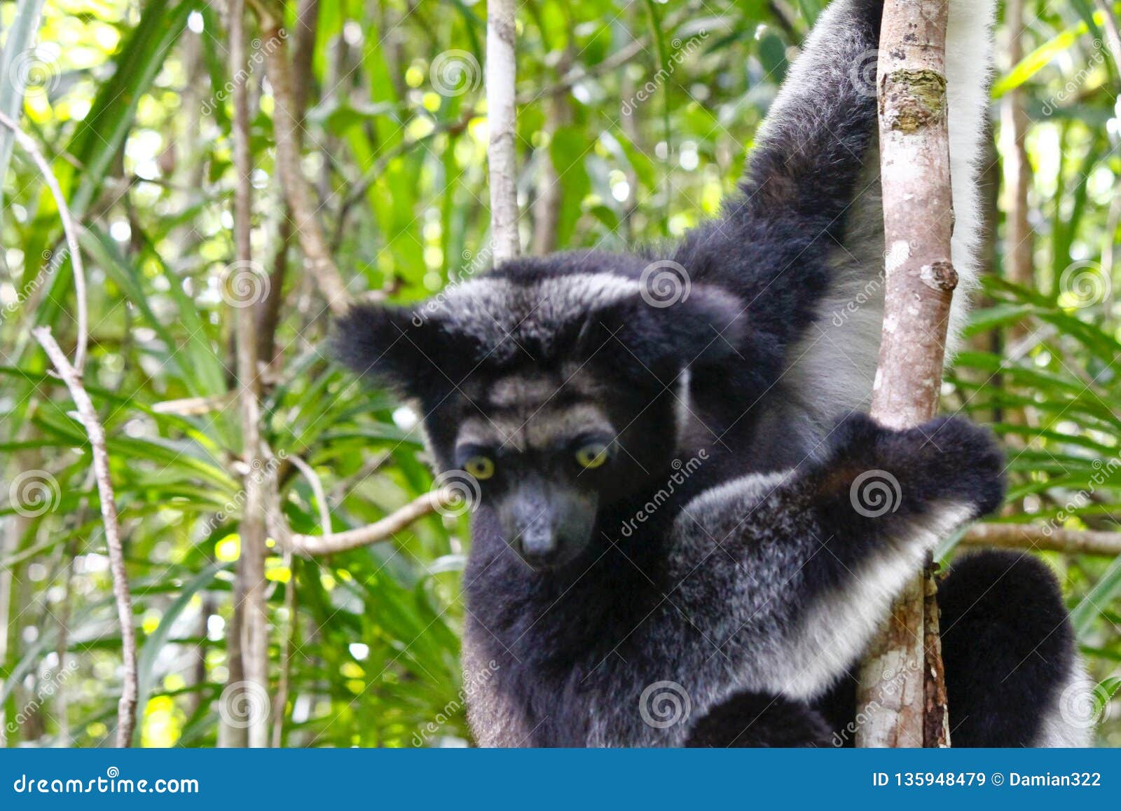 Beautiful Image of the Indri Lemur Indri Indri Stock Image - Image of ...