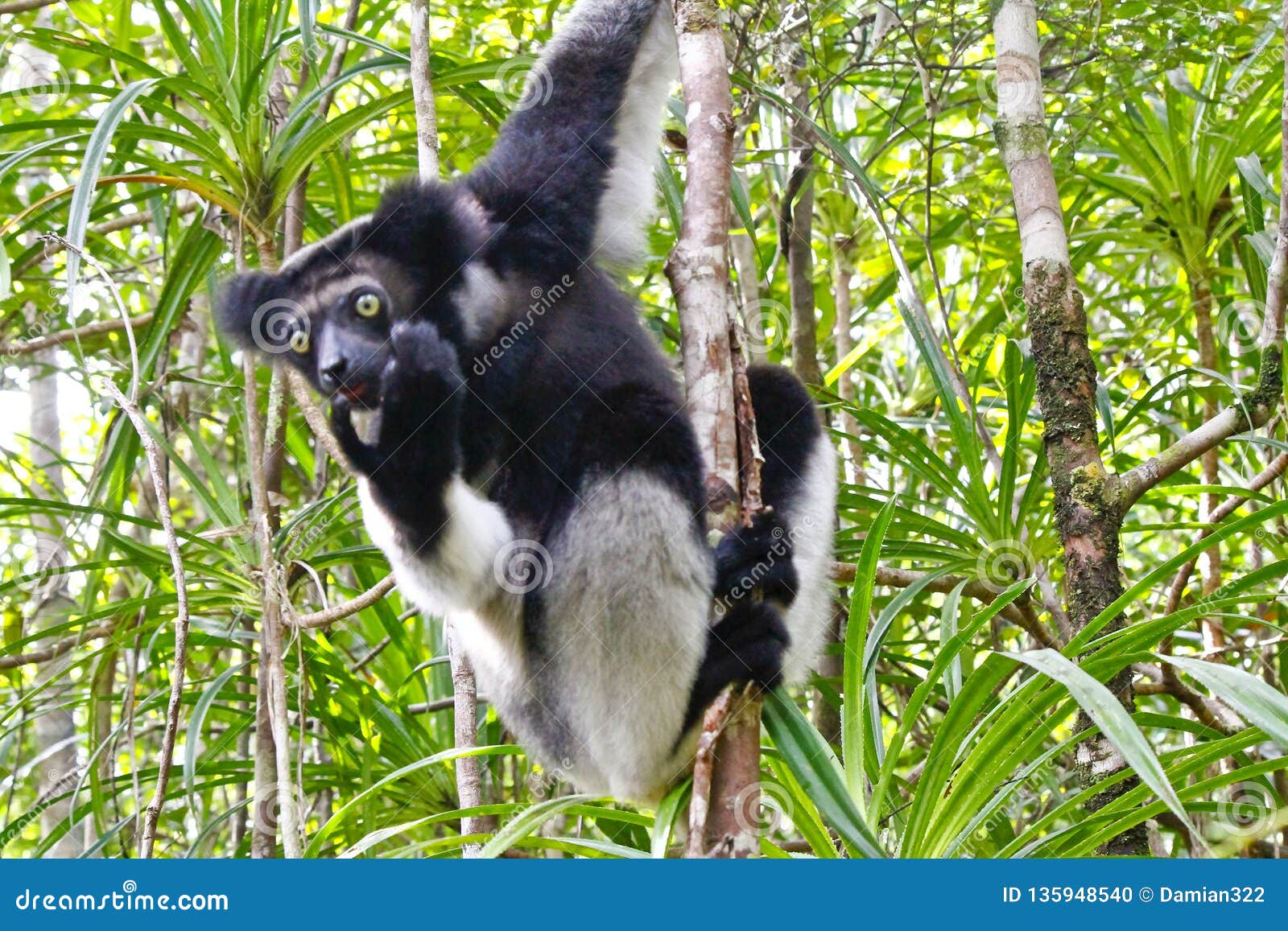 Beautiful Image of the Indri Lemur Indri Indri Stock Photo - Image of ...