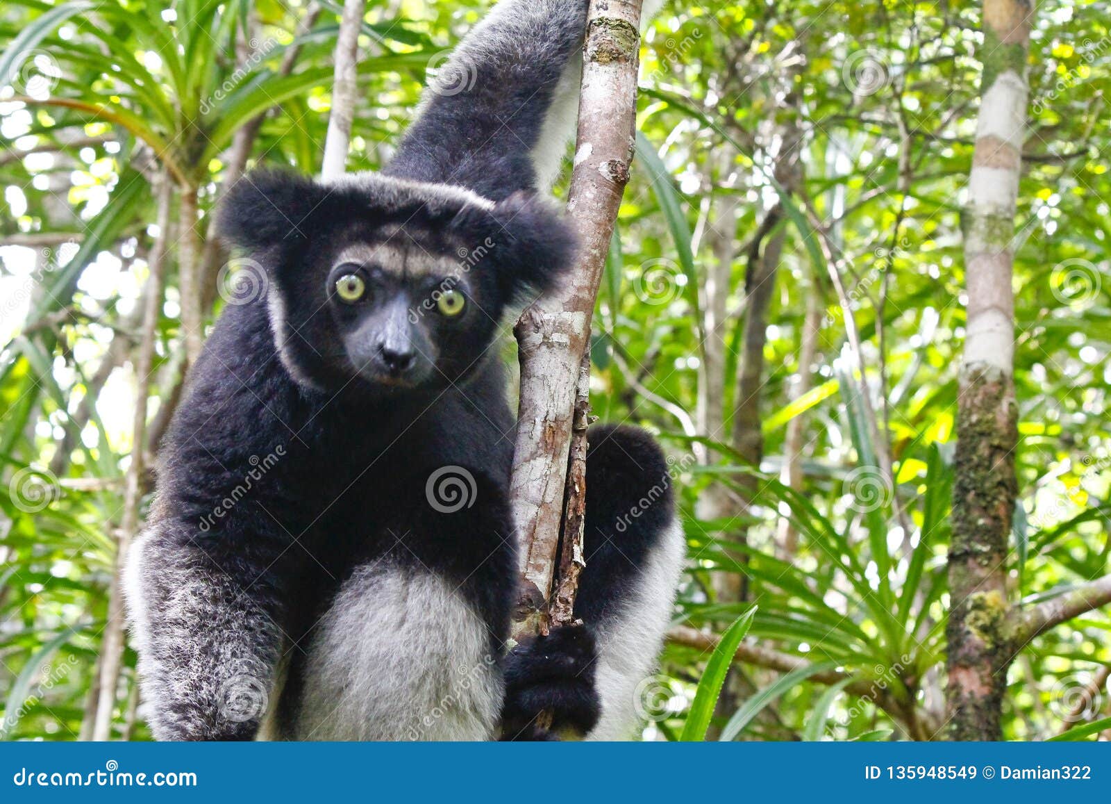 Beautiful Image of the Indri Lemur Indri Indri Stock Image - Image of ...