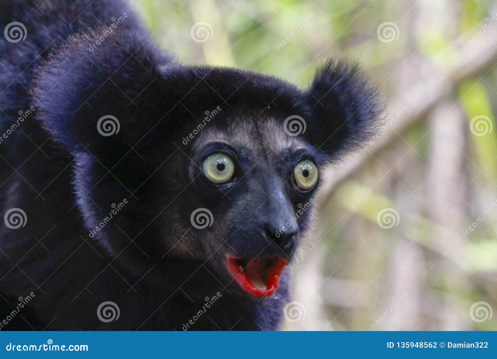Beautiful Image of the Indri Lemur Indri Indri Stock Photo - Image of ...
