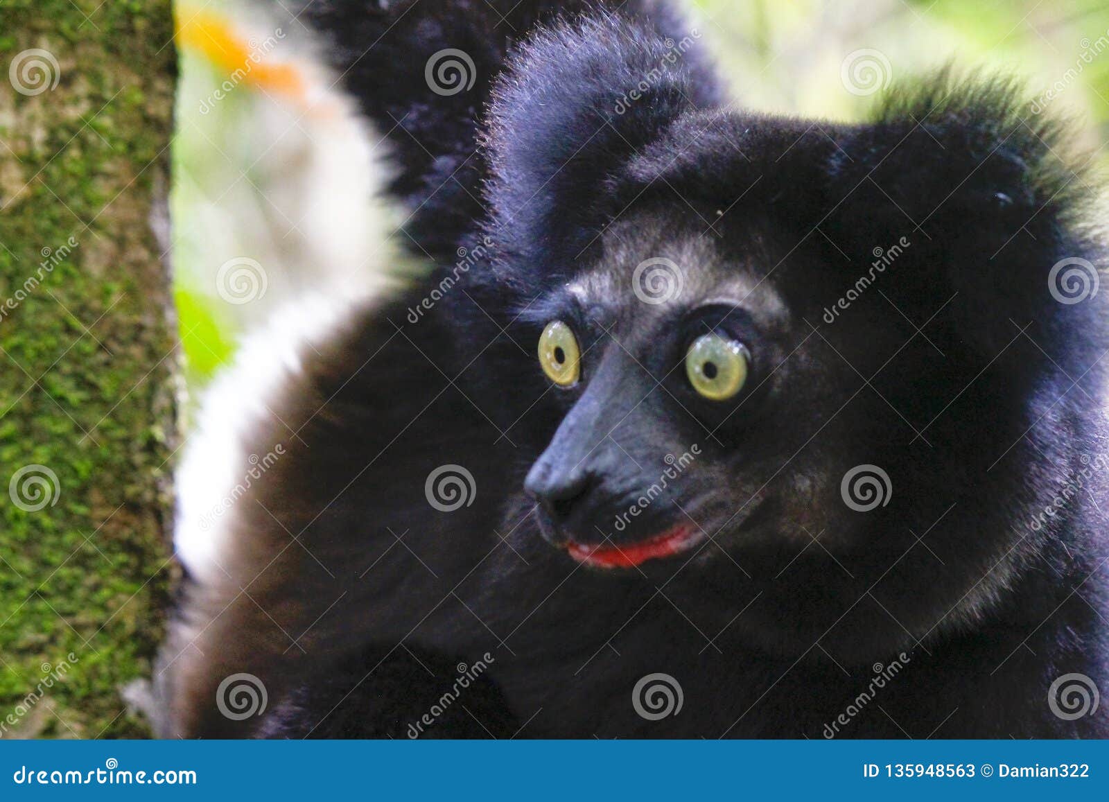 Beautiful Image of the Indri Lemur Indri Indri Stock Image - Image of ...
