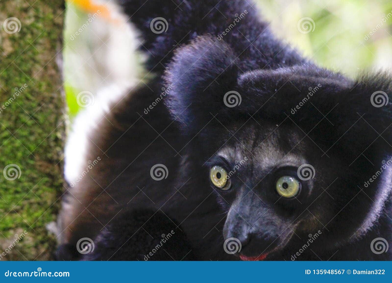 Beautiful Image of the Indri Lemur Indri Indri Stock Image - Image of ...