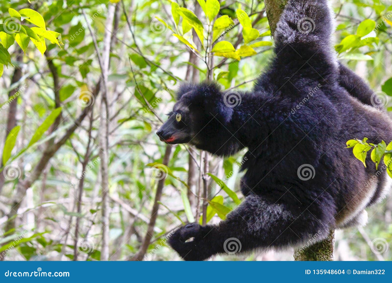 Beautiful Image of the Indri Lemur Indri Indri Stock Photo - Image of ...