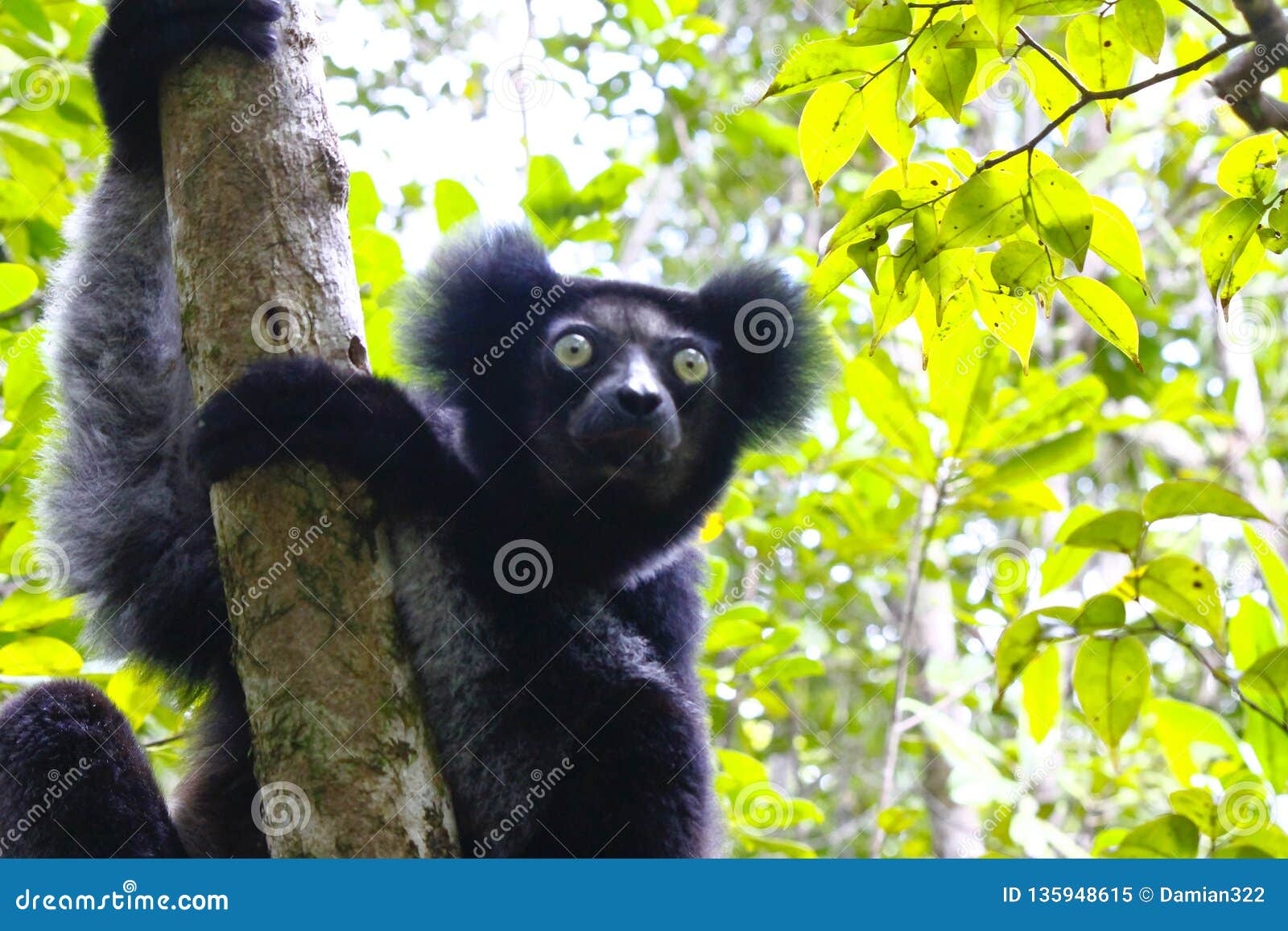 Beautiful Image of the Indri Lemur Indri Indri Stock Image - Image of ...