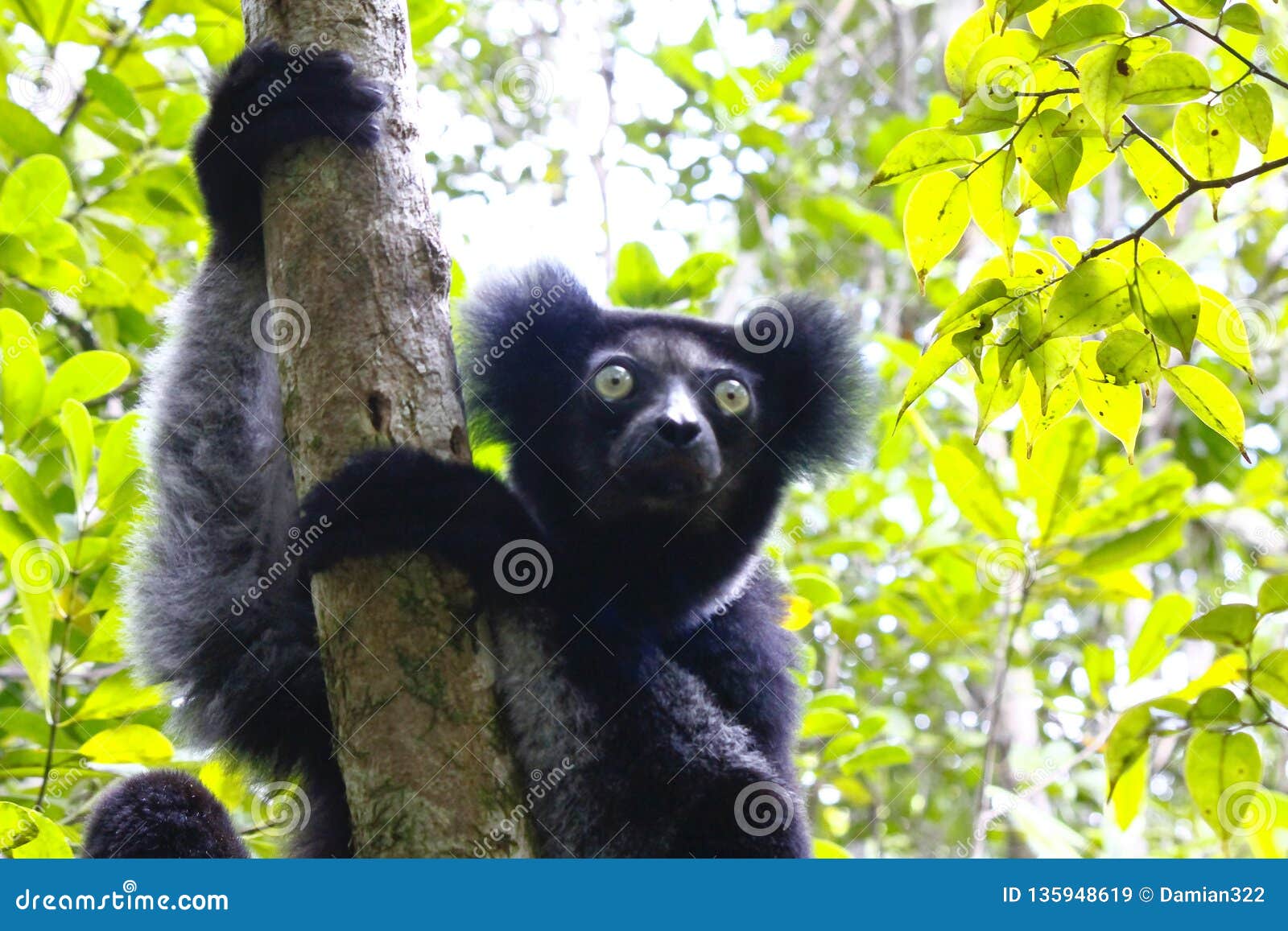 Beautiful Image of the Indri Lemur Indri Indri Stock Image - Image of ...