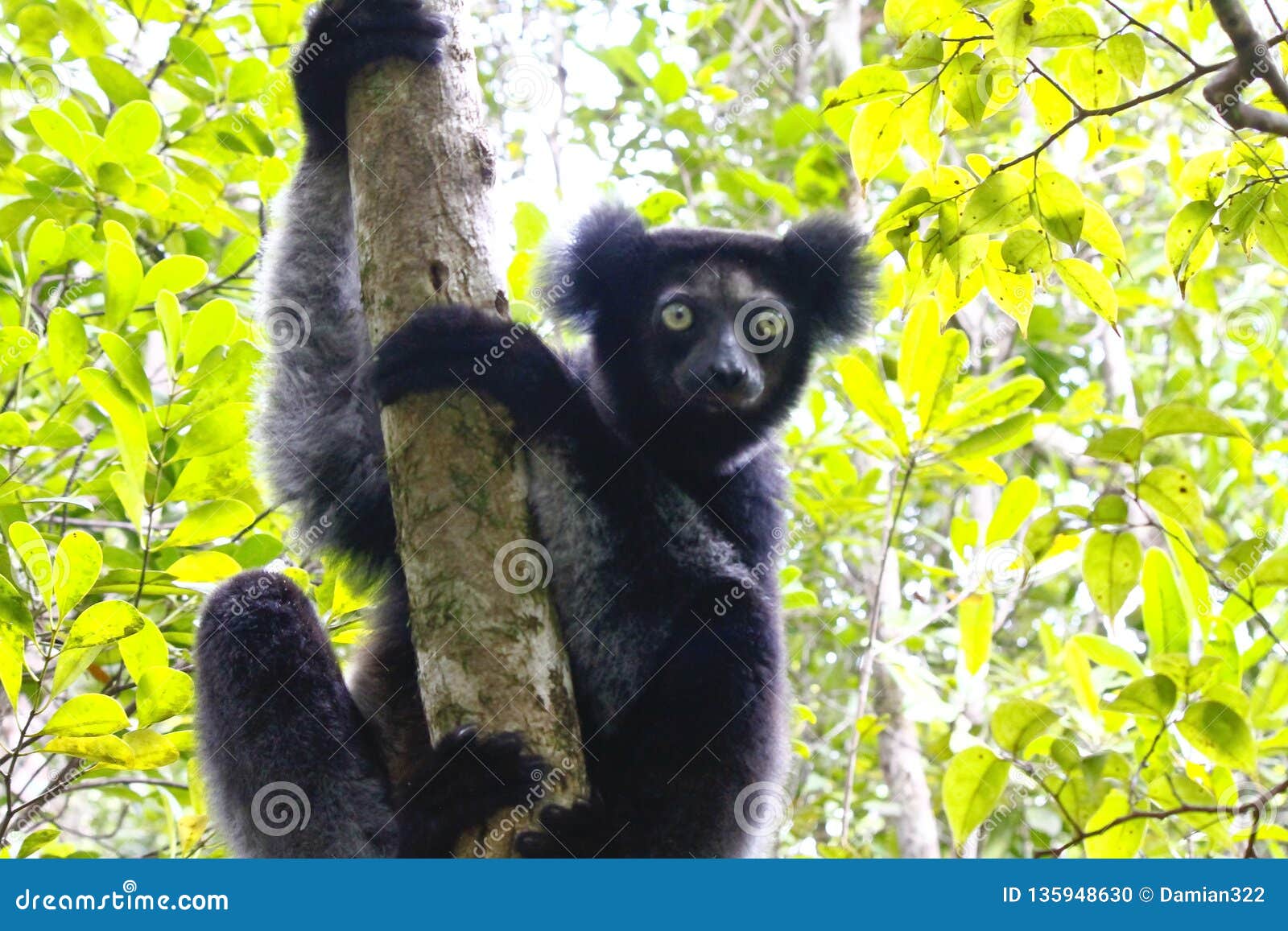 Beautiful Image of the Indri Lemur Indri Indri Stock Photo - Image of ...