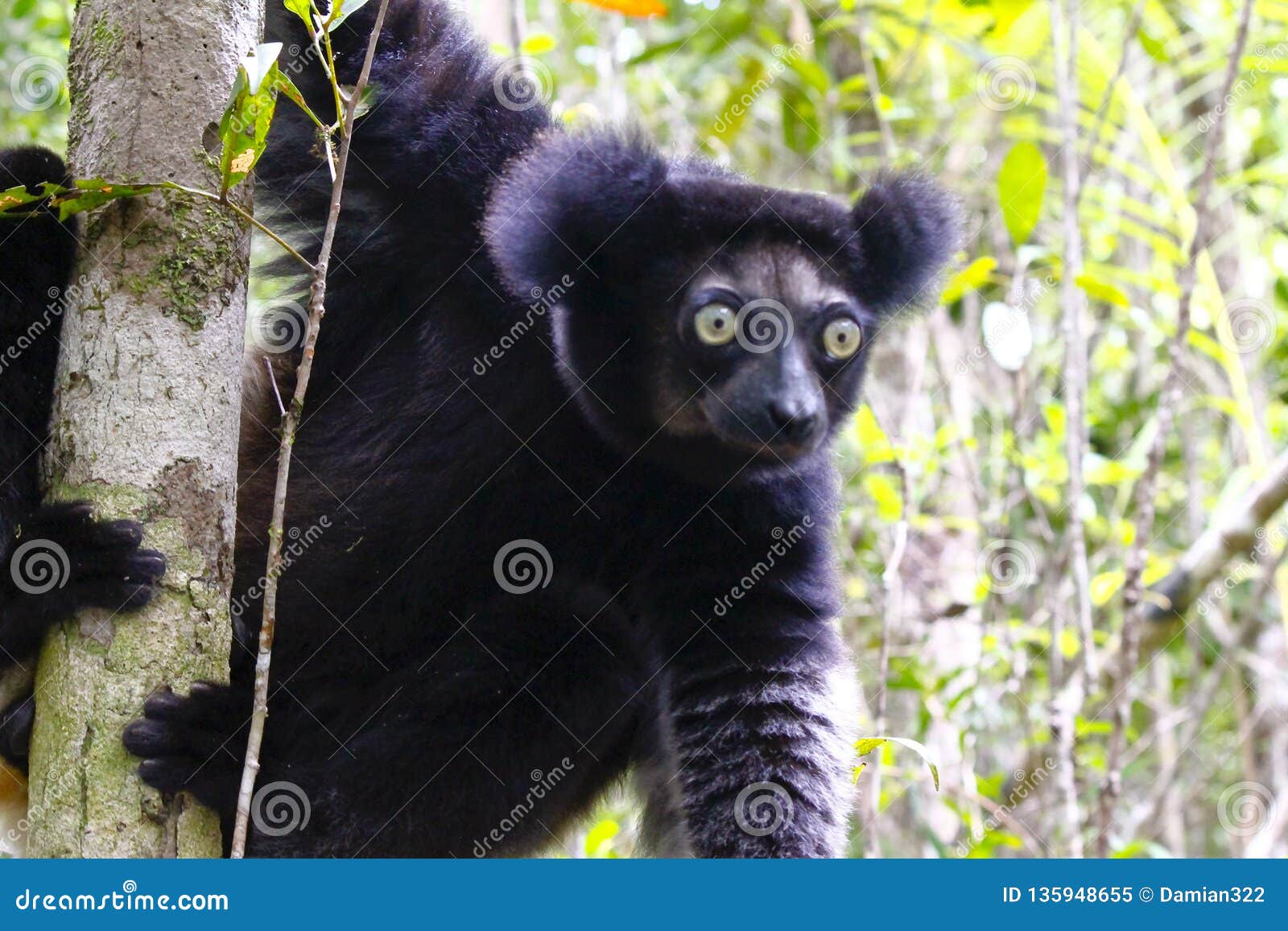 Beautiful Image of the Indri Lemur Indri Indri Stock Image - Image of ...