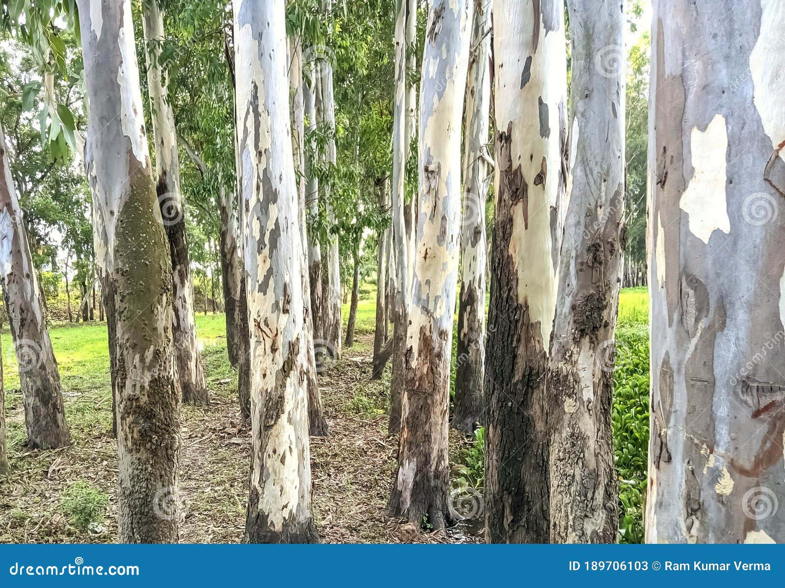 Beautiful Image of Lemon Scented Gum Plants India Stock Image - Image ...