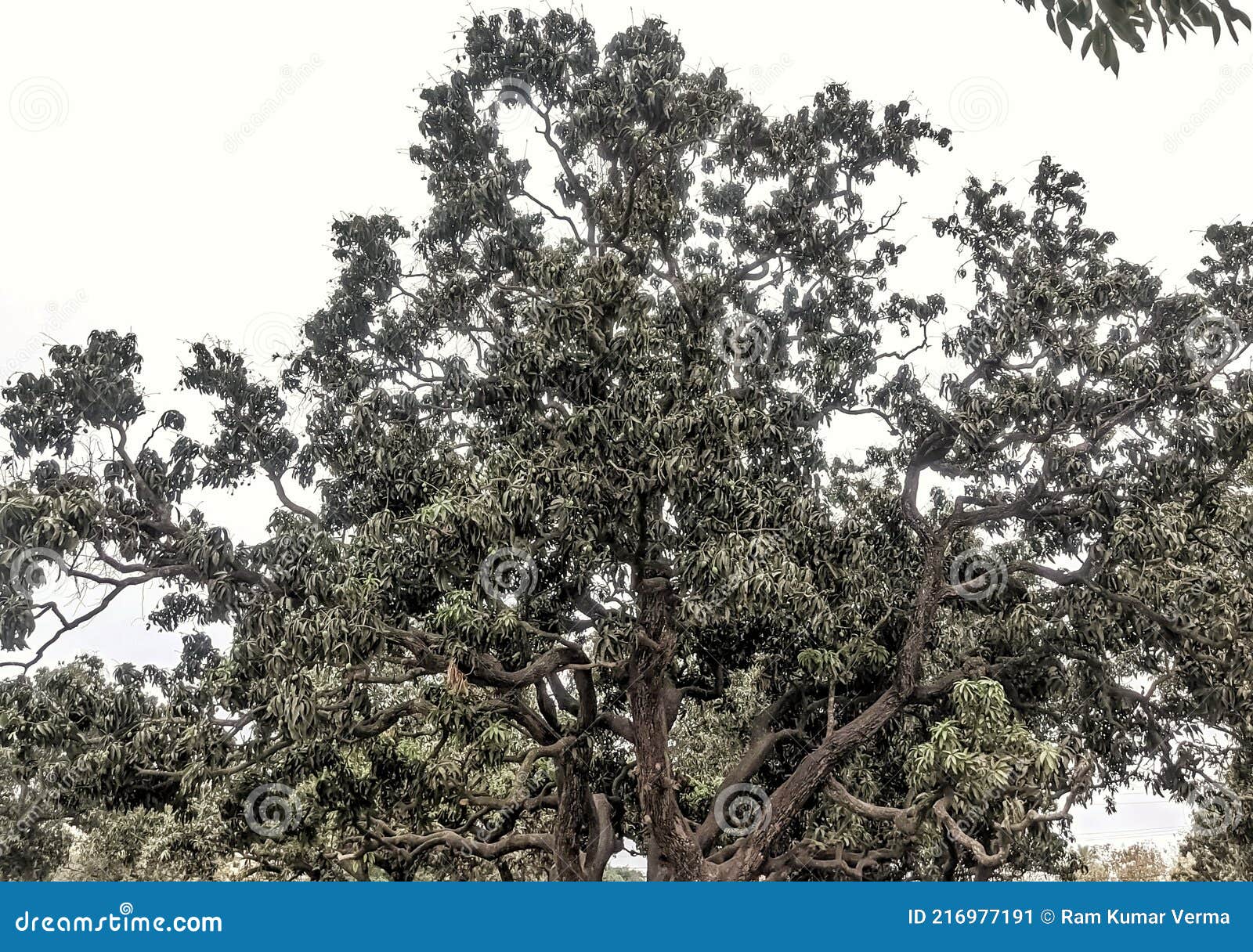 Beautiful Image of Mangifera Indica Tree in a Garden India Stock Image ...