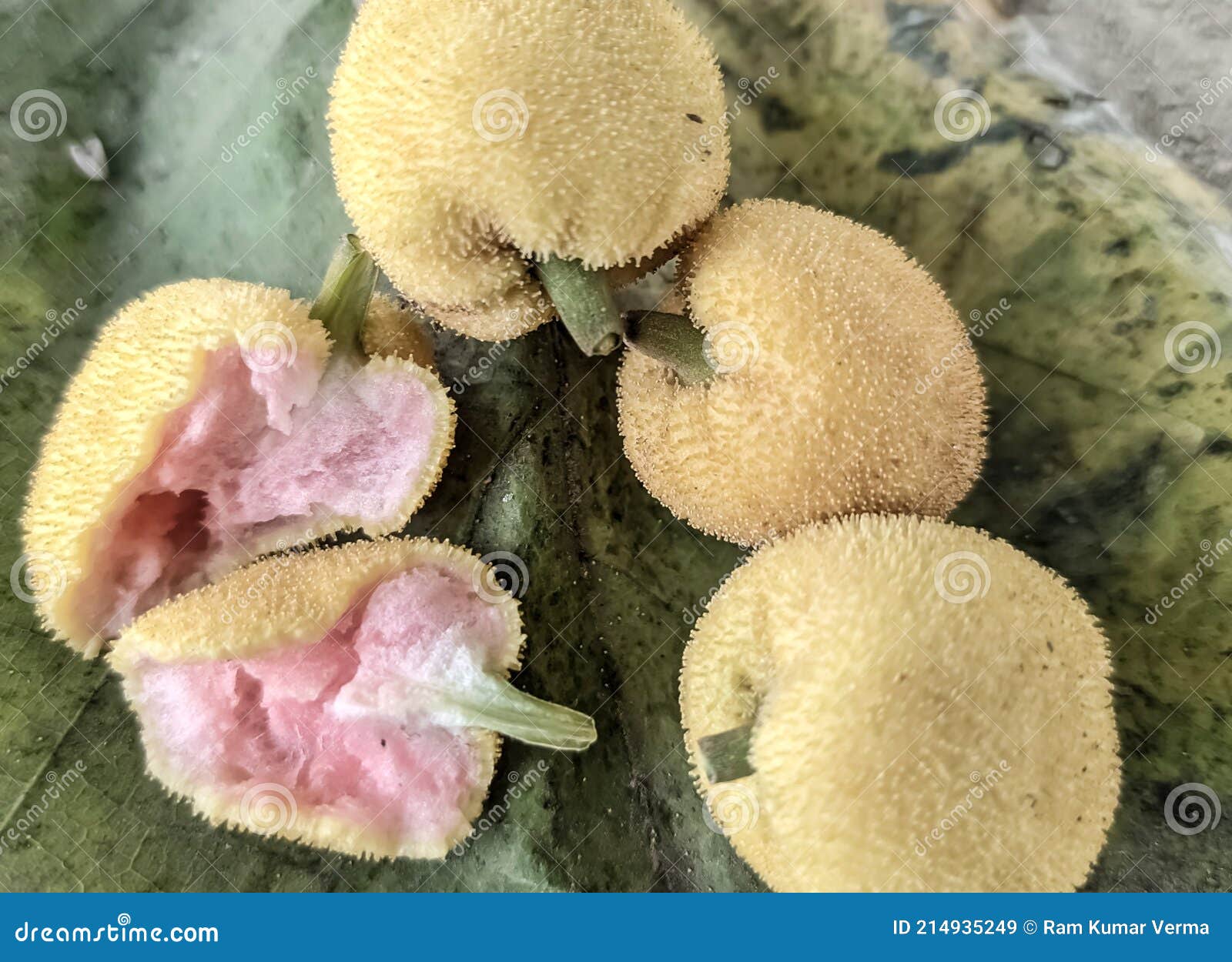 Beautiful Image of Monkey Jack Fruit in a Garden India Stock Image ...