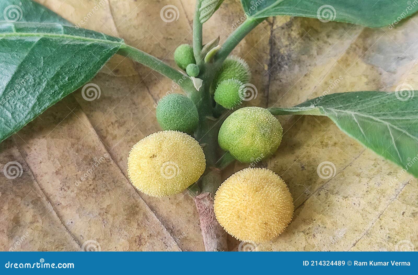 Beautiful Image of Monkey Jack Fruit in a Garden Inndia Stock Image ...