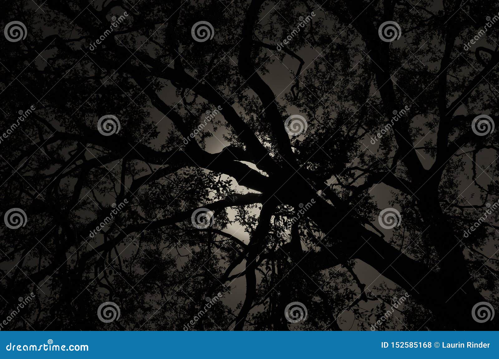 Oak Tree and the Moon stock photo. Image of glowing - 152585168