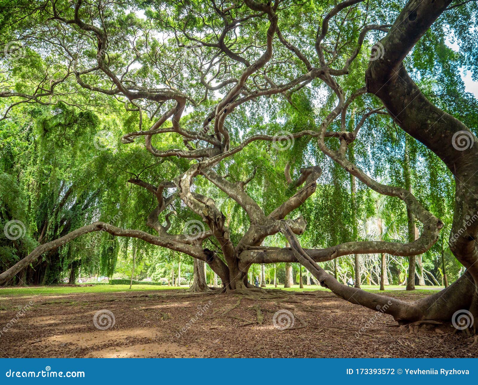 Beautiful Image of Old Banyan Tree with Long Branches and Thick Roots ...