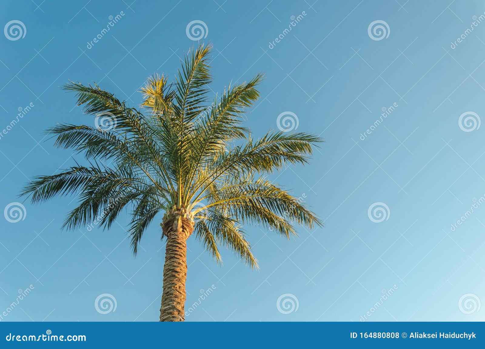Beautiful Image of Palm Tree Under Blue Sky. Summer Day, Beautiful ...