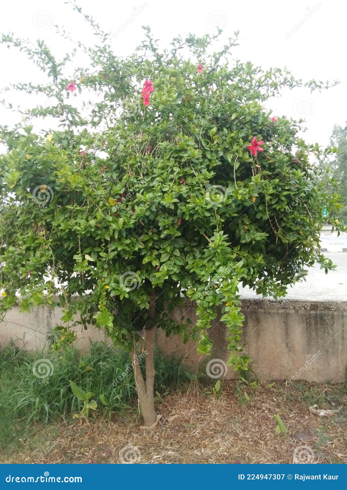 Beautiful Image of a Pomegranate Tree in a Farm. Stock Image - Image of ...
