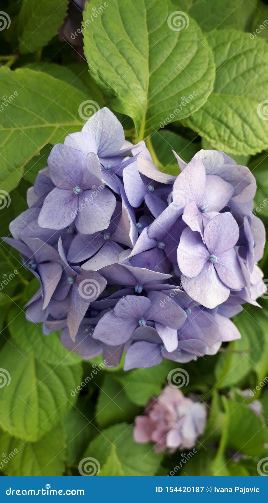 Beautiful Image. Beautiful Purple Flower Stock Image - Image of grin ...