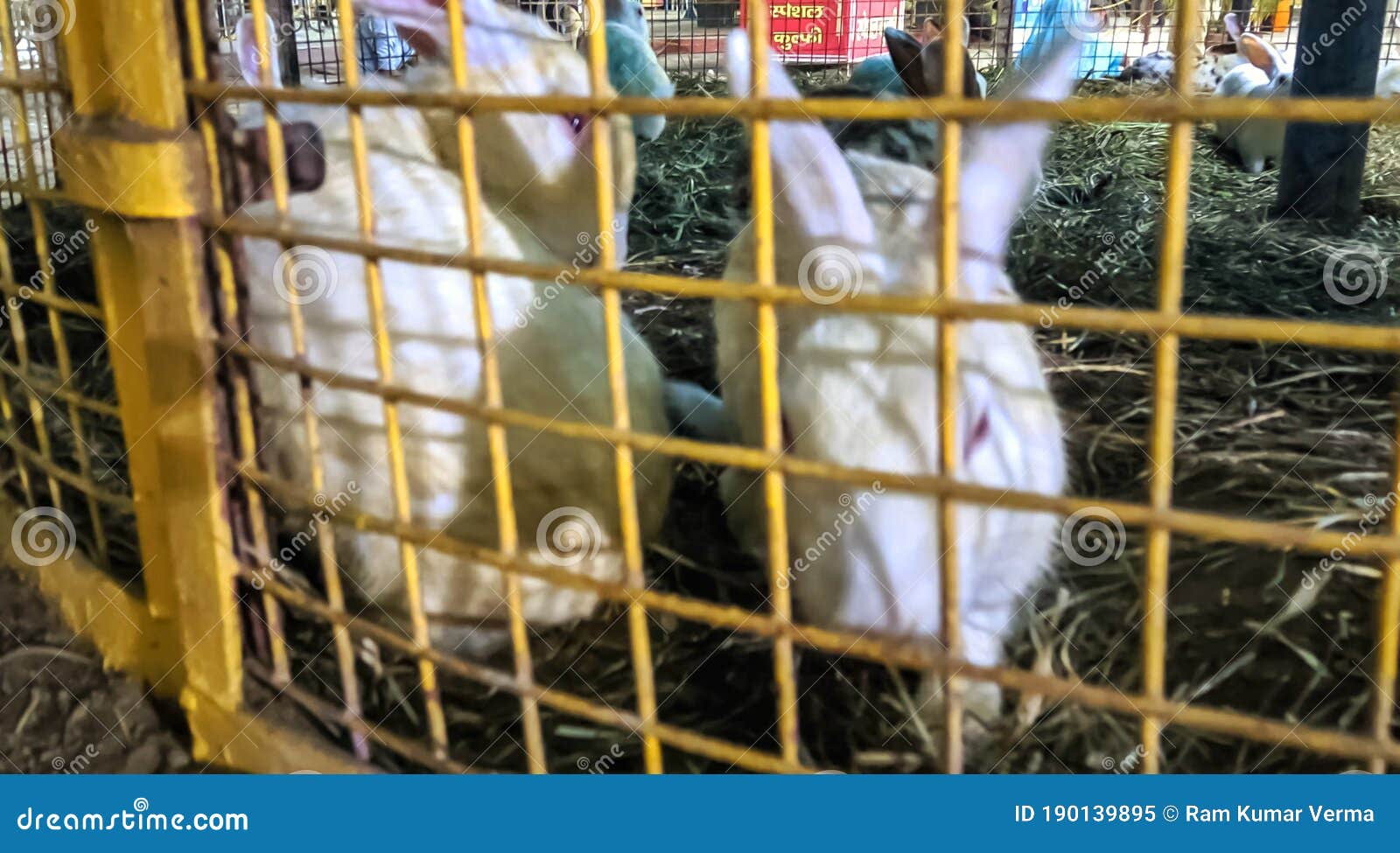 Beautiful Image of Rabbit in a Cave India Stock Image - Image of india ...