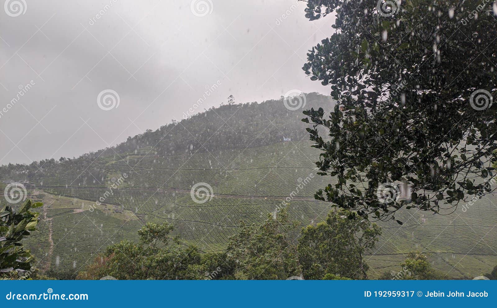 Beautiful Image of Rainfall Stock Image - Image of forest, plant: 192959317