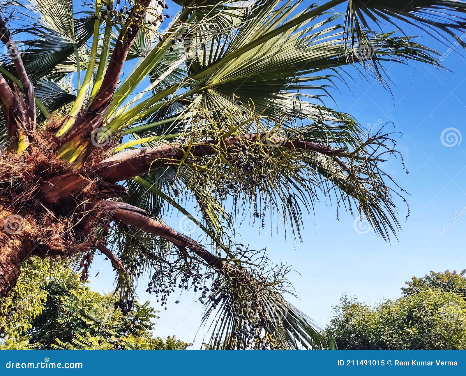 Beautiful Image of Rakh Bagh Park Ludhiana Punjab Stock Image - Image ...