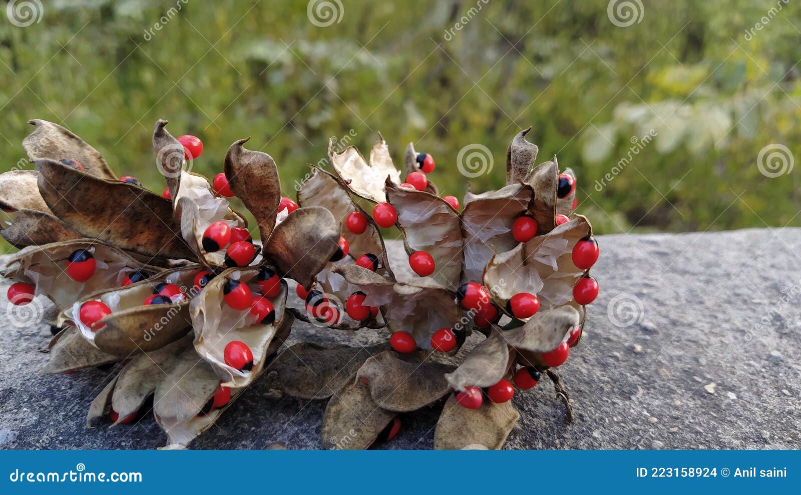 Beautiful Image of Red Stone India Stock Photo - Image of india, stone ...