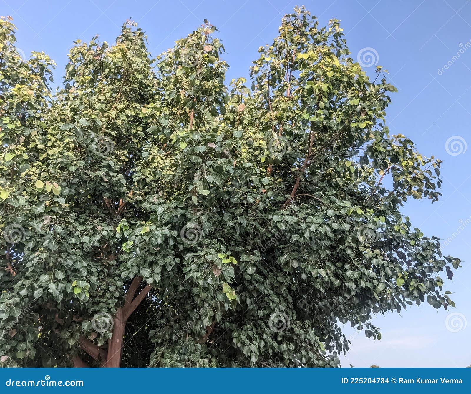 Beautiful Image of Sacred Fig Tree in a Field India Stock Photo - Image ...