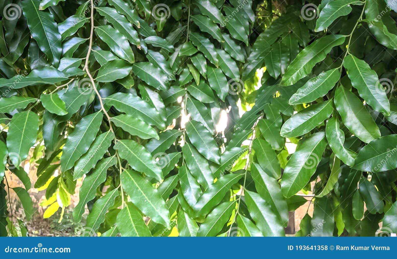 Beautiful Image of Saraca Asoca Leaf India Stock Photo - Image of ...