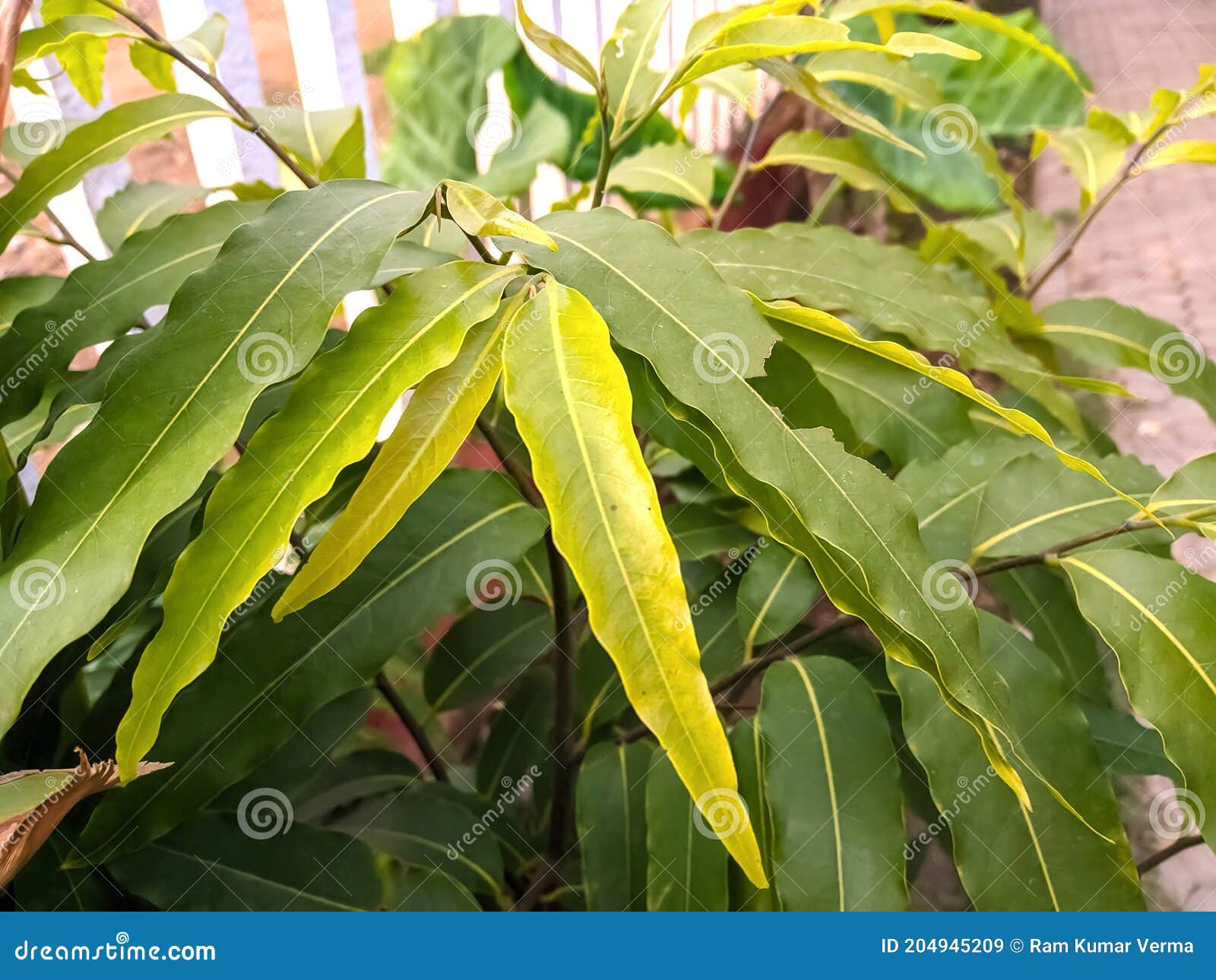 Beautiful Image of Saraca Asoca Tree India Stock Image - Image of ...