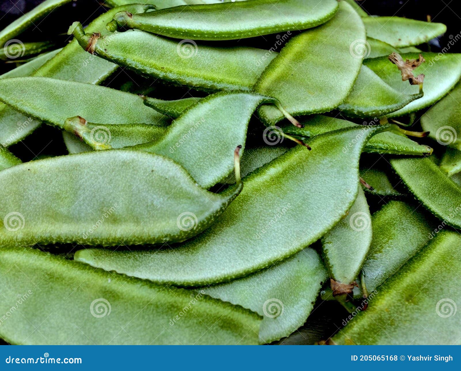 Beautiful Image of Sem Bean Good for Health Stock Photo - Image of food ...