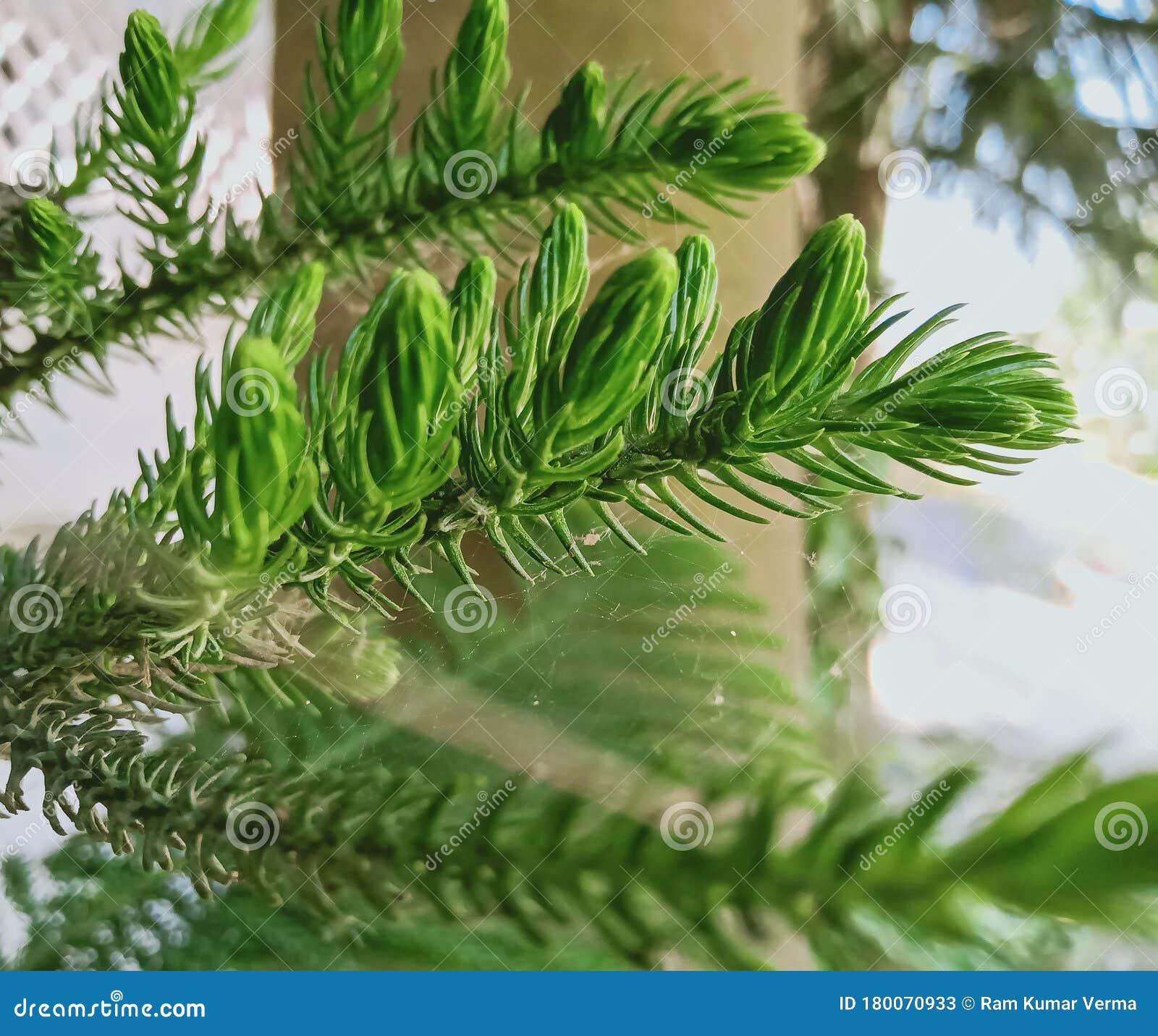 Beautiful Image of Shatavari Plant Image India Stock Image - Image of ...