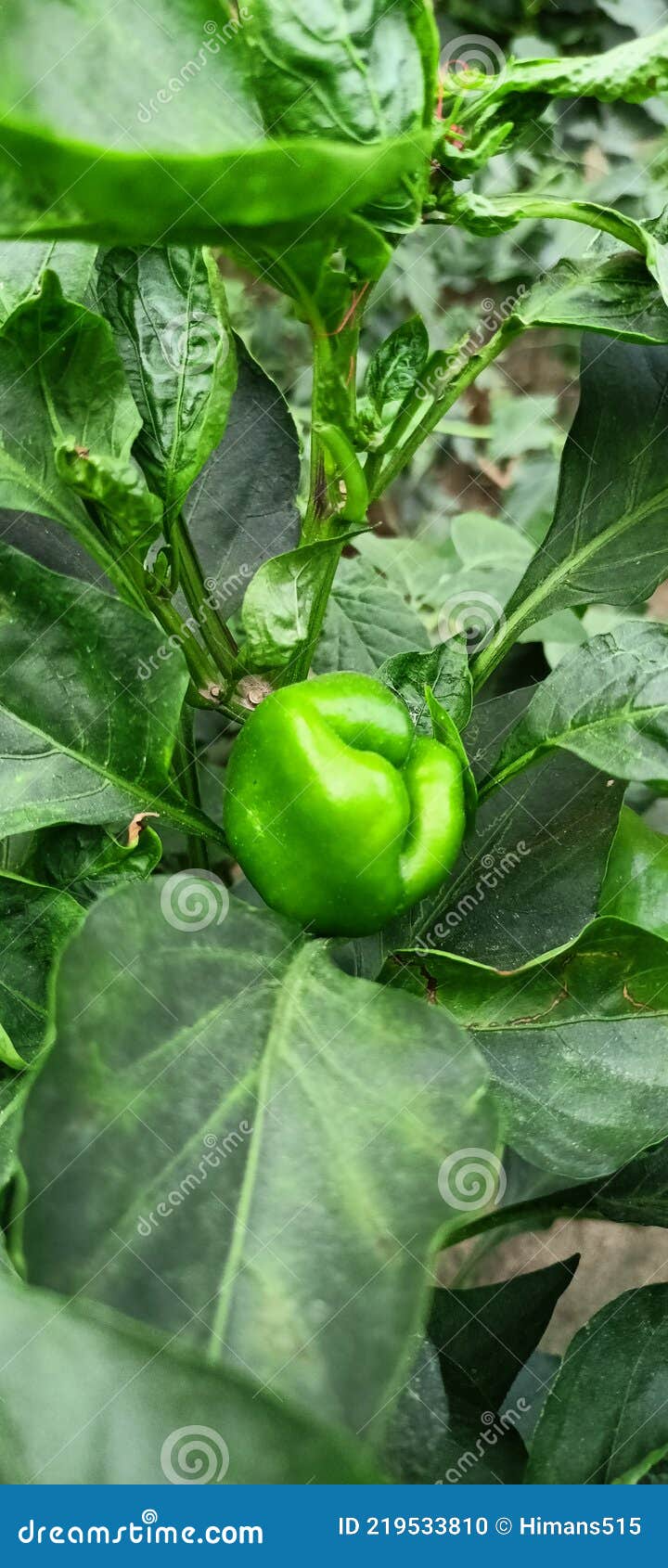 A Beautiful Image of Shimla Mirch Stock Photo - Image of mirch ...