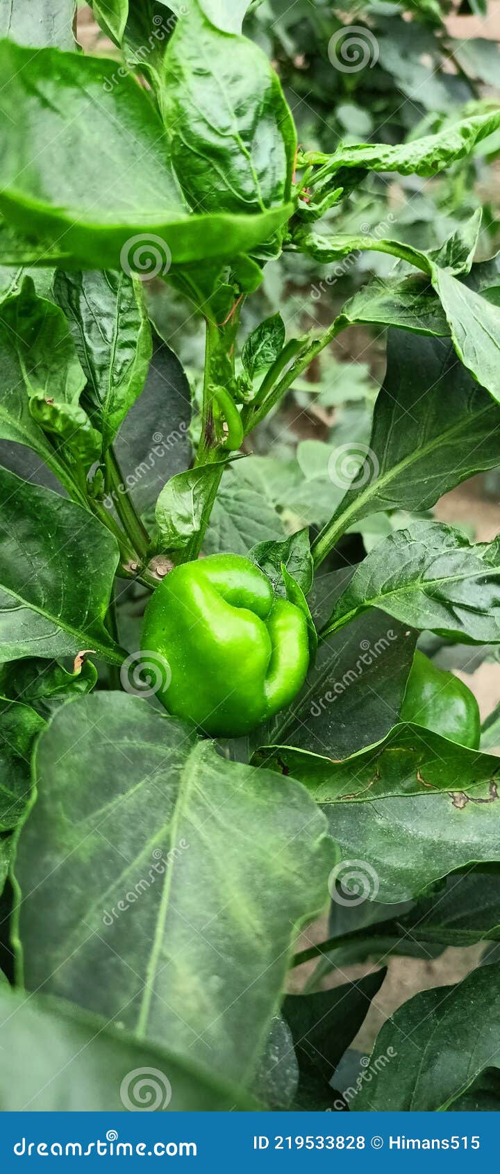 A Beautiful Image of Shimla Mirch Stock Photo - Image of mirch, shimla ...