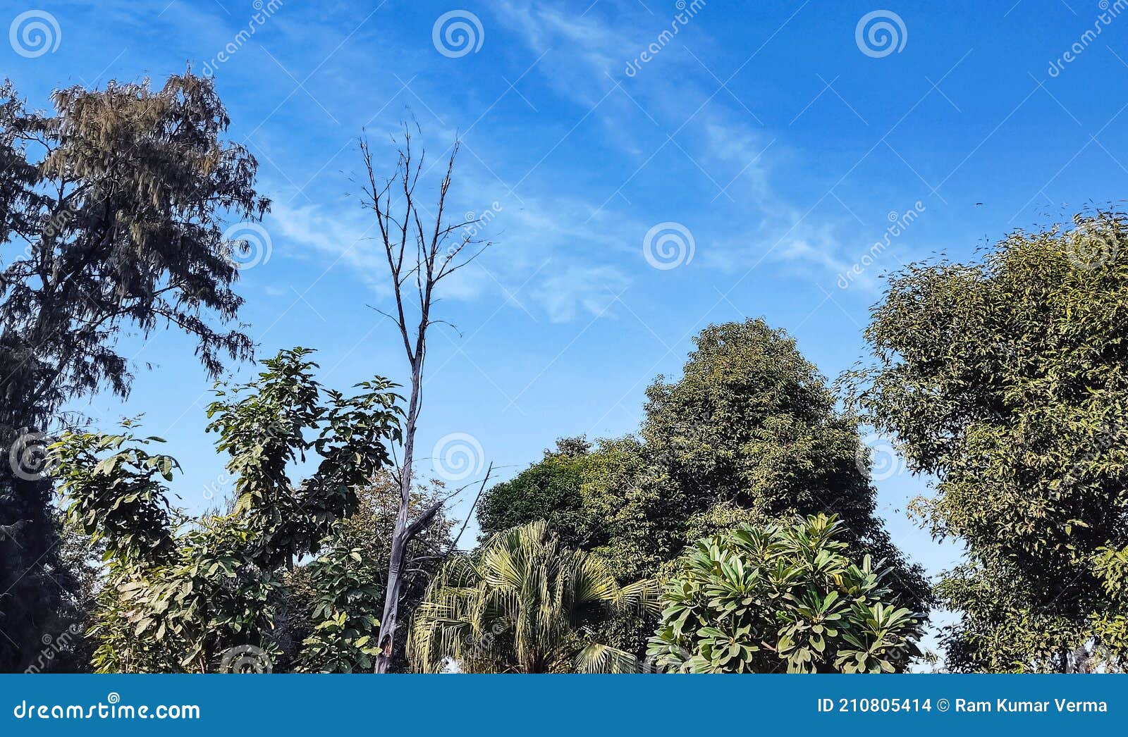 Beautiful Image of Sky View in a Garden India Stock Photo - Image of ...