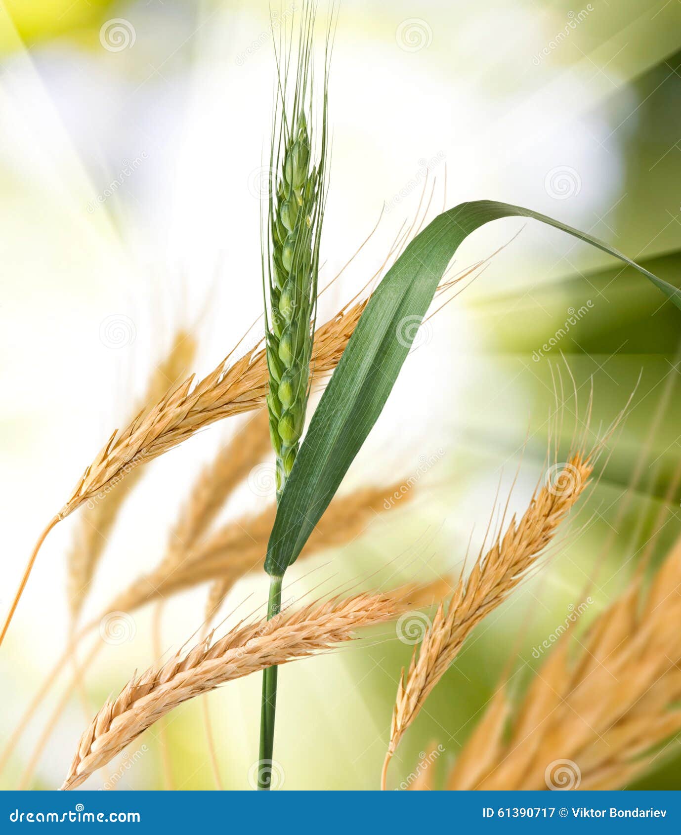 Beautiful Image of Spikes Against the Sun Stock Image - Image of nature ...