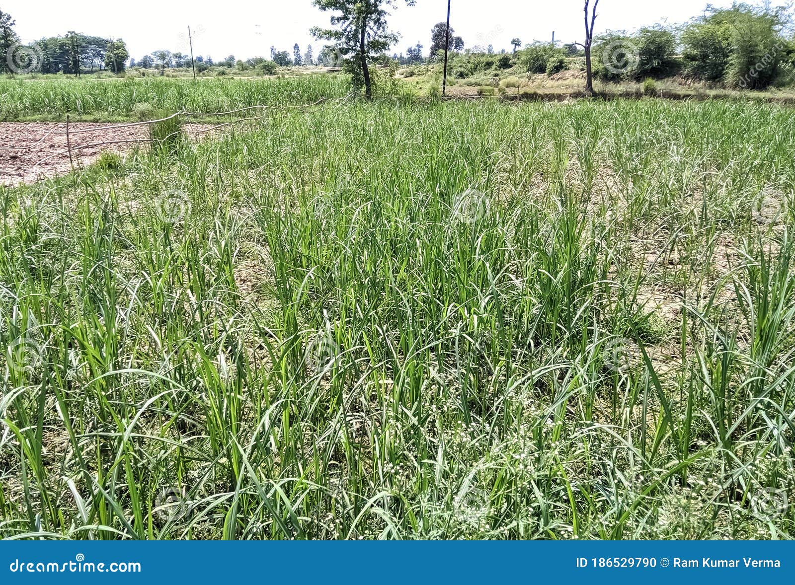 Beautiful Image of Sugarcane Plant in Field India Stock Photo - Image ...