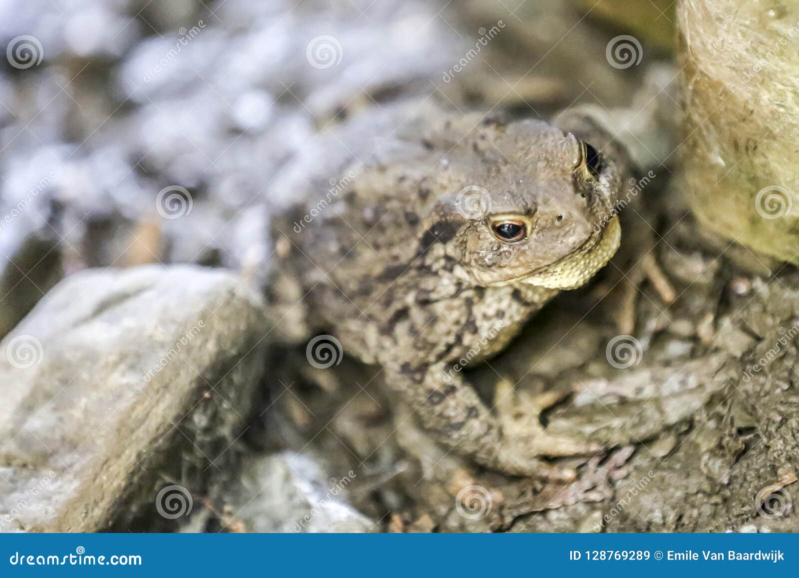 Close Up of a Toad on the Shore of a Water Pond Stock Image - Image of ...