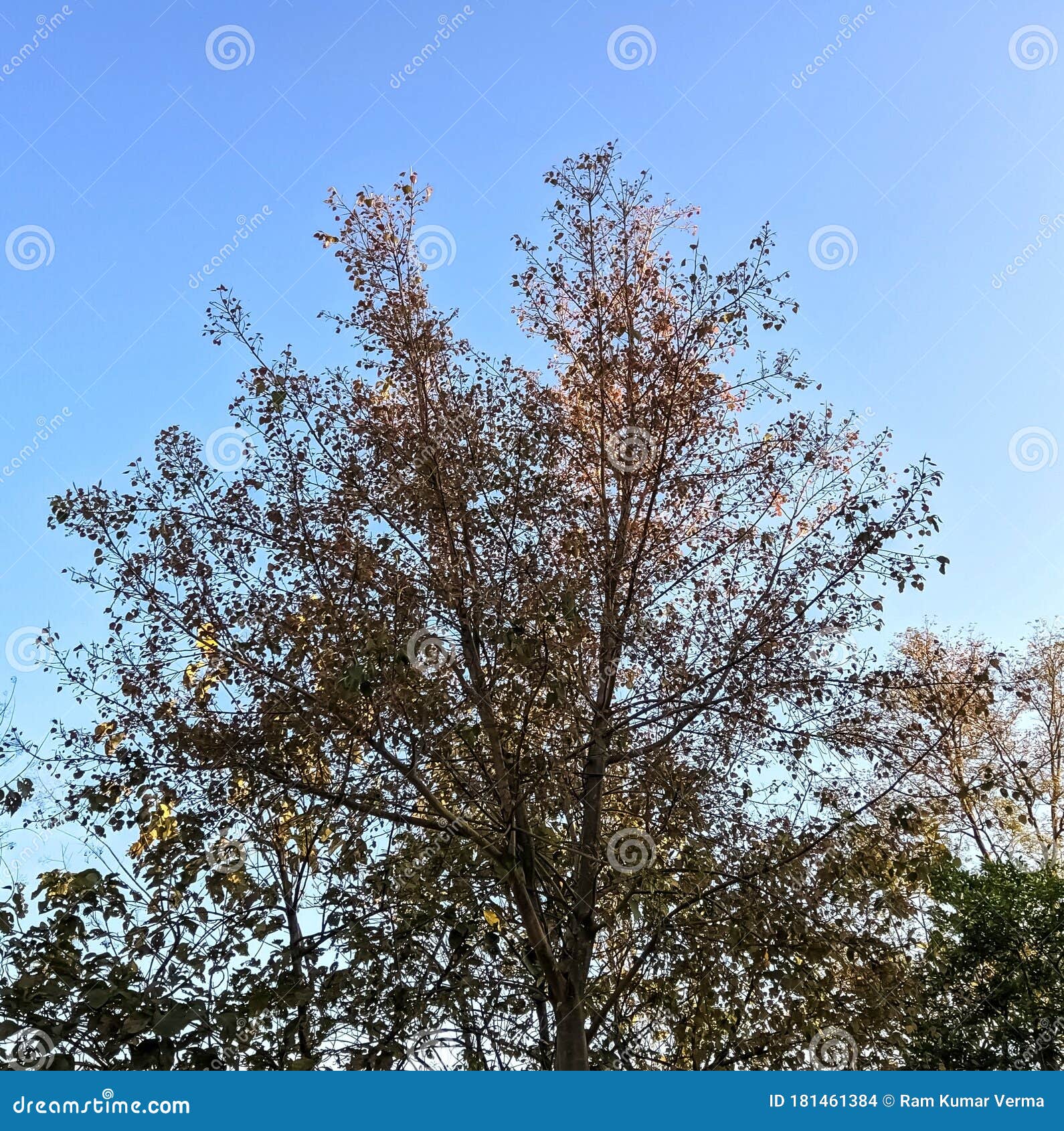 Beautiful Image of Tree Autumn India Stock Photo - Image of india, fall ...
