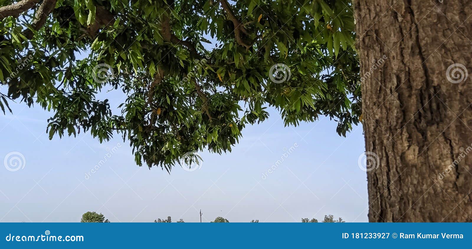 Beautiful Image of a Tree Branch India Stock Image - Image of india ...