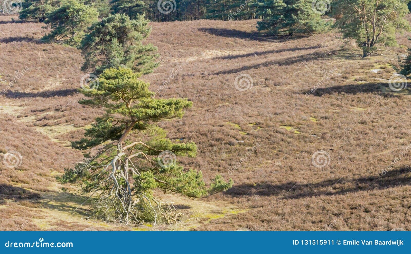 Beautiful Image of a Tree with a Strange Shape with Other Trees Stock ...