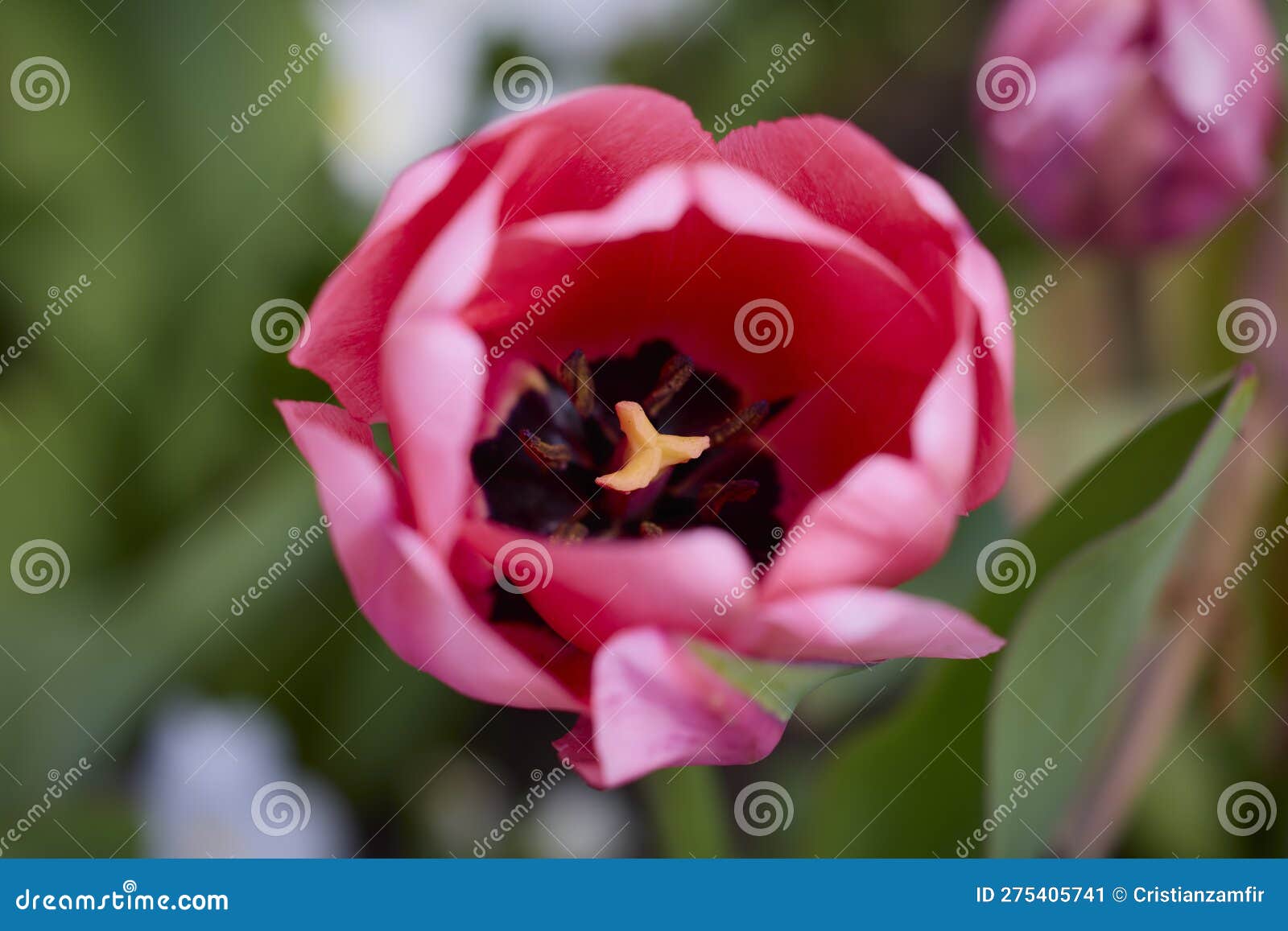The Beautiful Image with the Tulip in the Park Stock Image - Image of ...